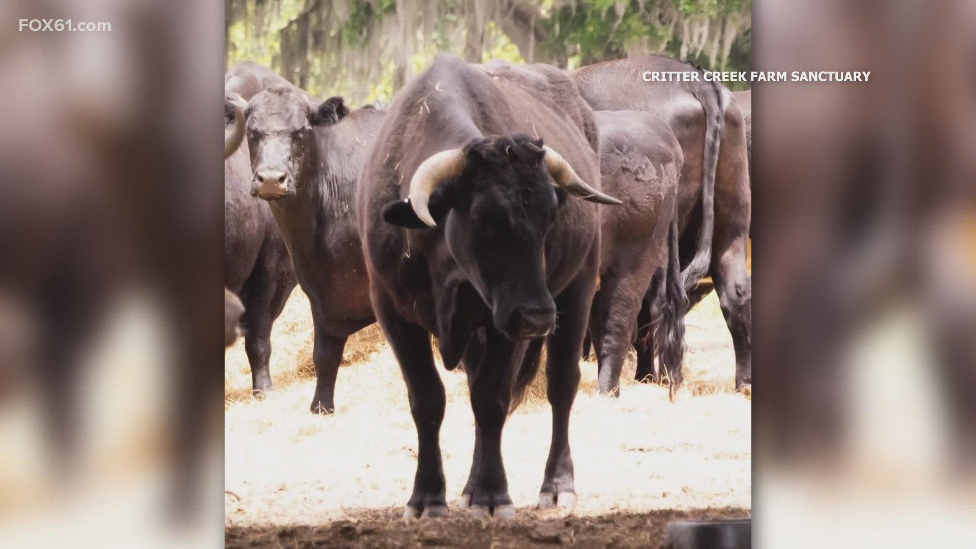 'Buddy' the Beefalo gets new lease on life in his Florida sanctuary home | wtsp.com