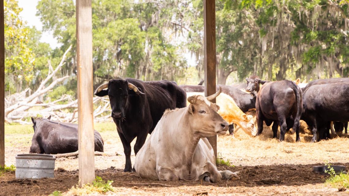 'Buddy' the Beefalo gets new lease on life in his Florida sanctuary ...