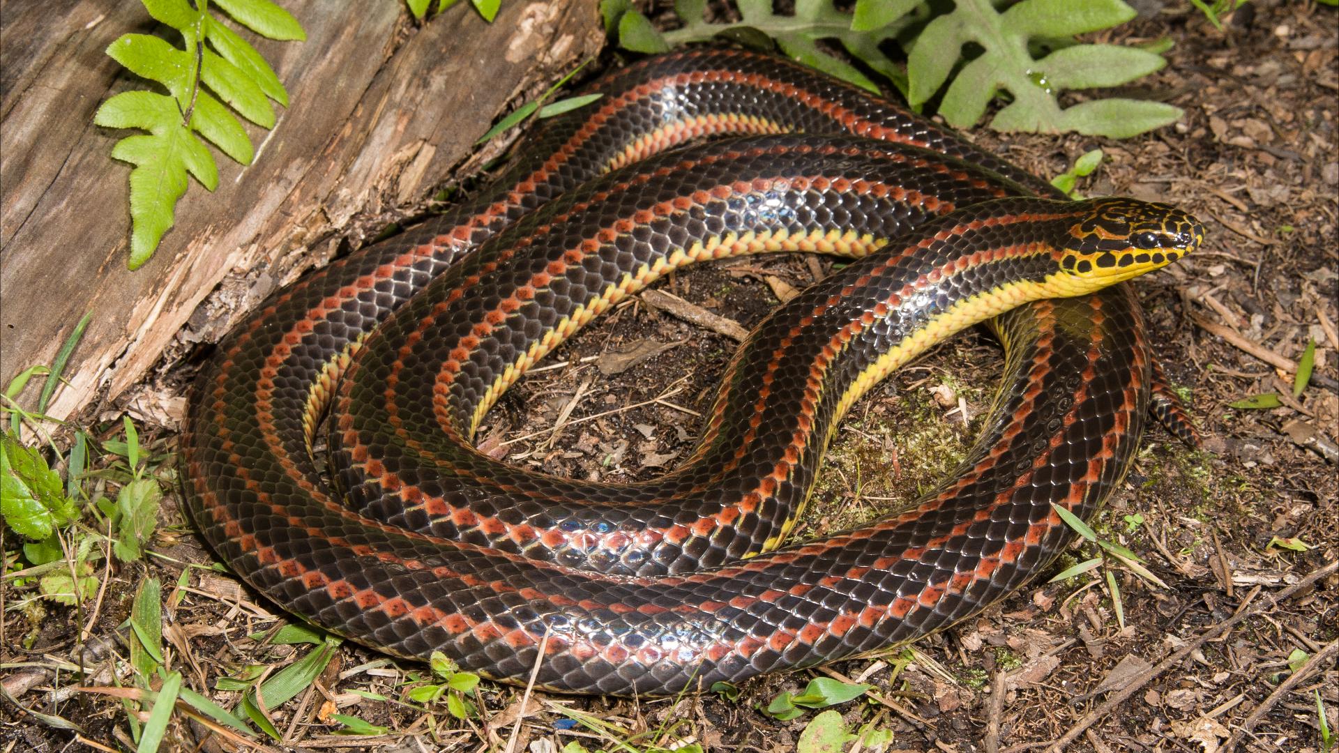 FWC asks support in rare rainbow snake sightings | wtsp.com