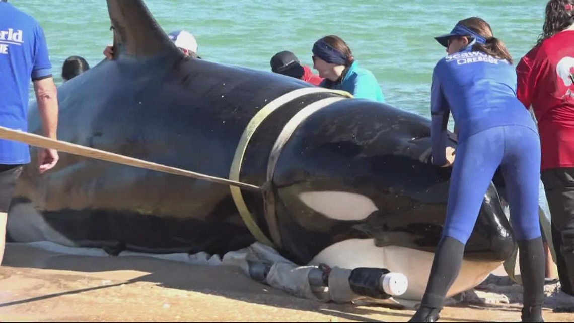 Expert: Orca found is first ever recorded stranding in SE U.S. | wtsp.com