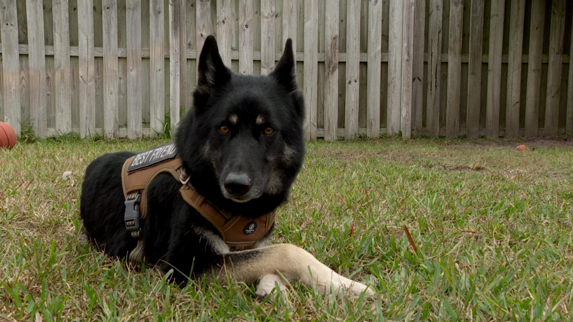 Missing dog Athena returns to Green Cove Springs family on Christmas ...