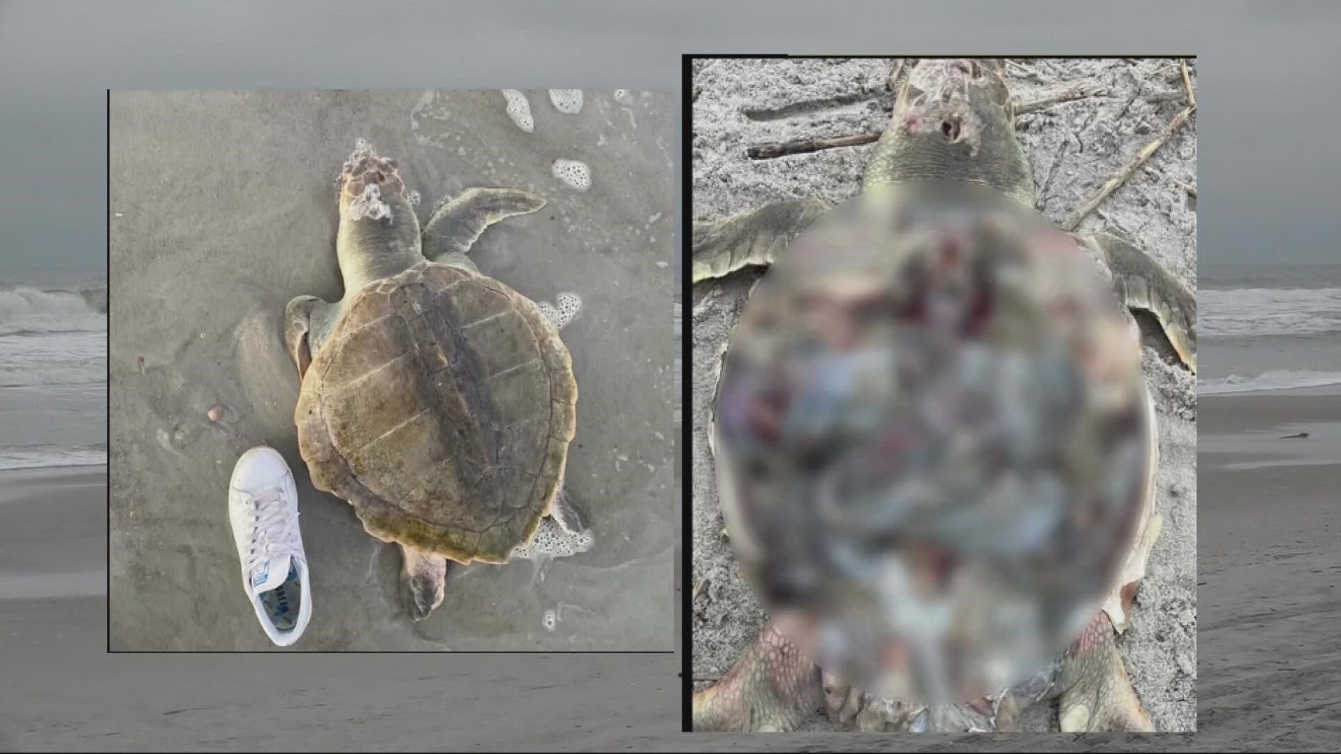 Turtle Patrol reports mutilated sea turtle in Atlantic Beach | wtsp.com