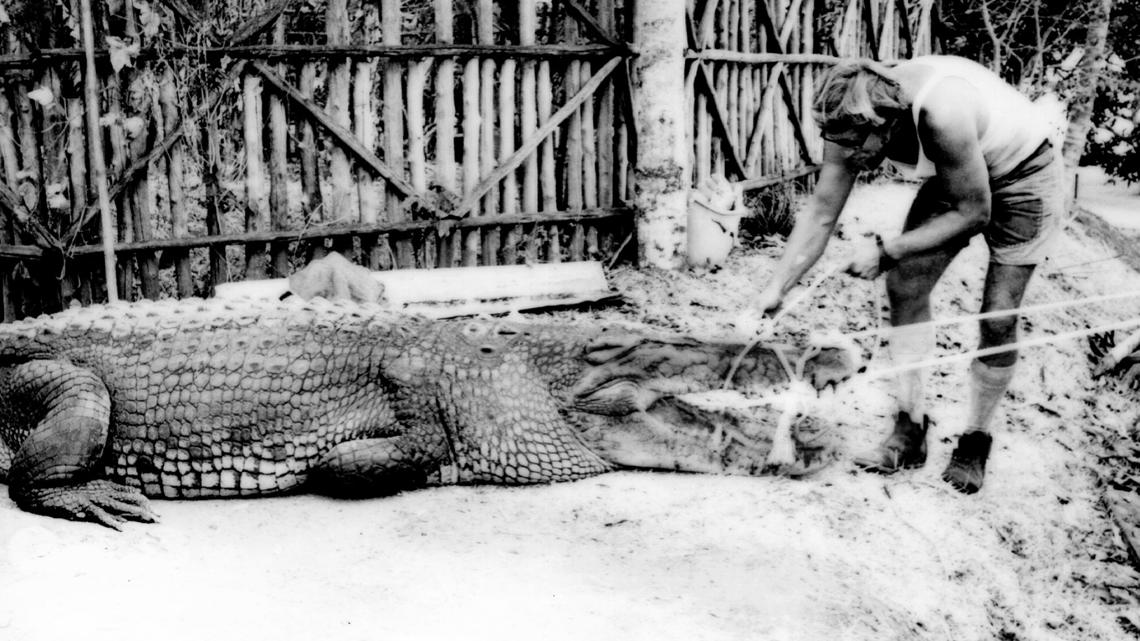 Alligator Farm remembers wrangler who captured Gomek, legendary 18-foot ...