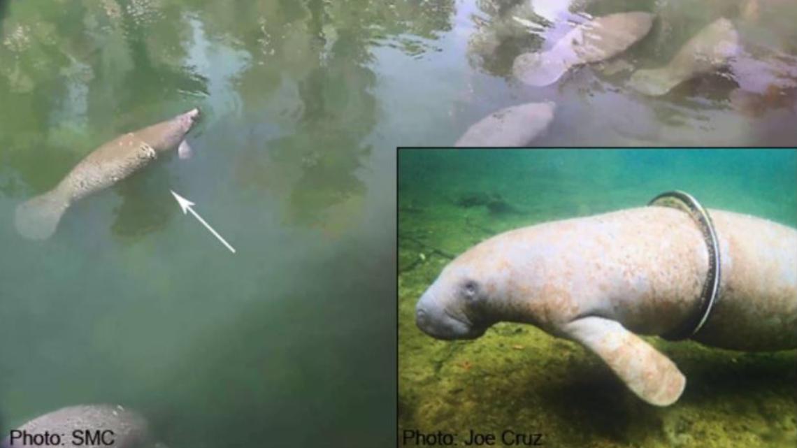 Manatee spotted tireless in Florida | wtsp.com