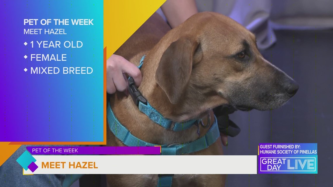 Pet of the week: Hazel | wtsp.com
