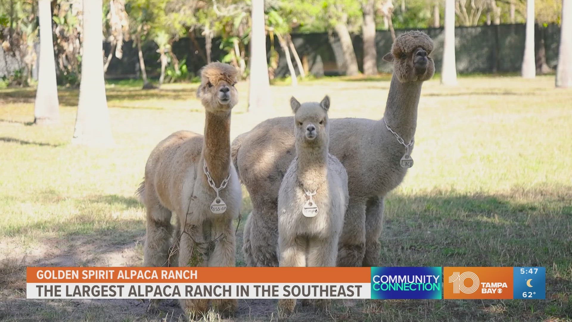 Elderly phone scam | wtsp.com