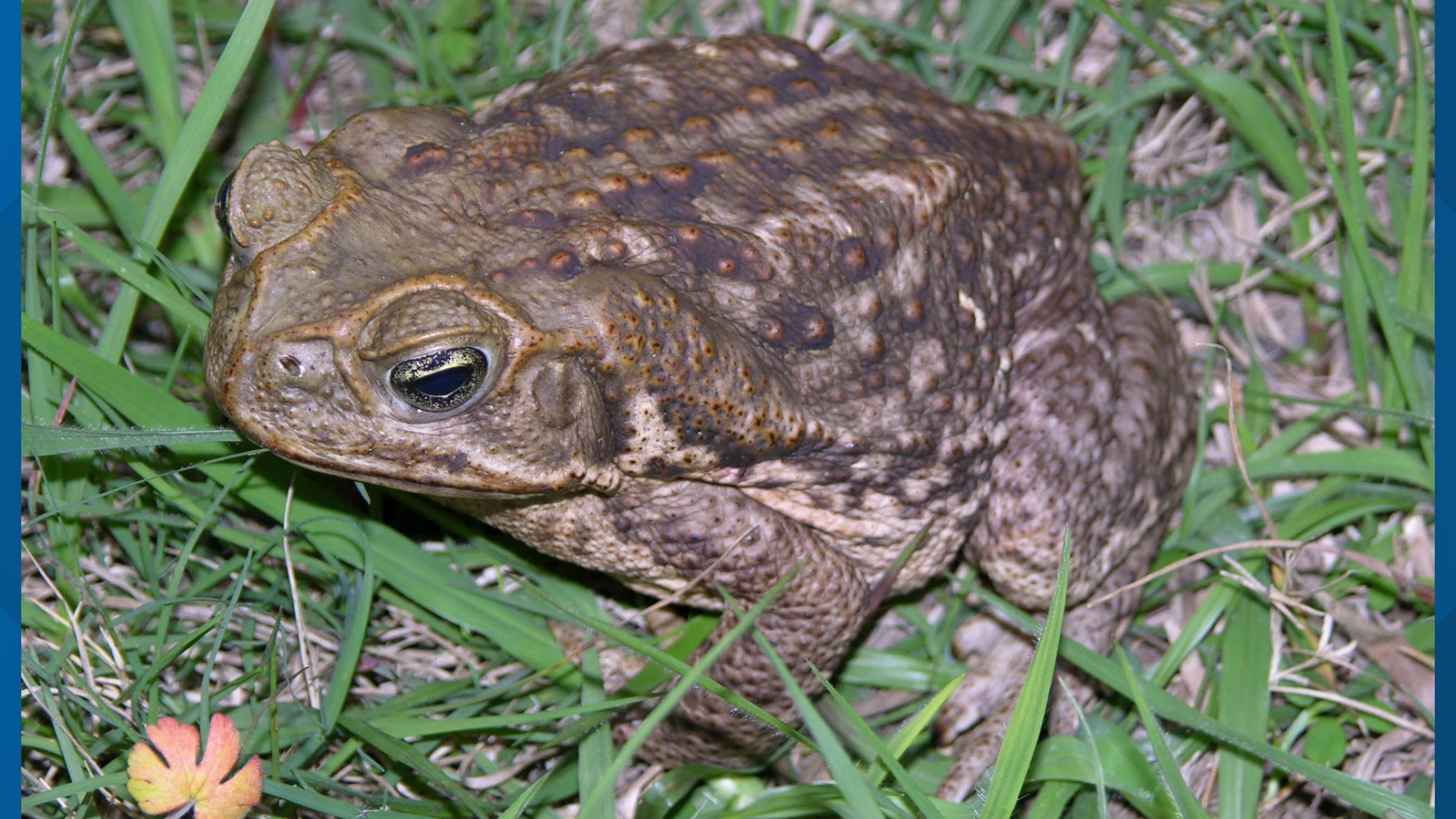 These are Florida's most dangerous animals | wtsp.com