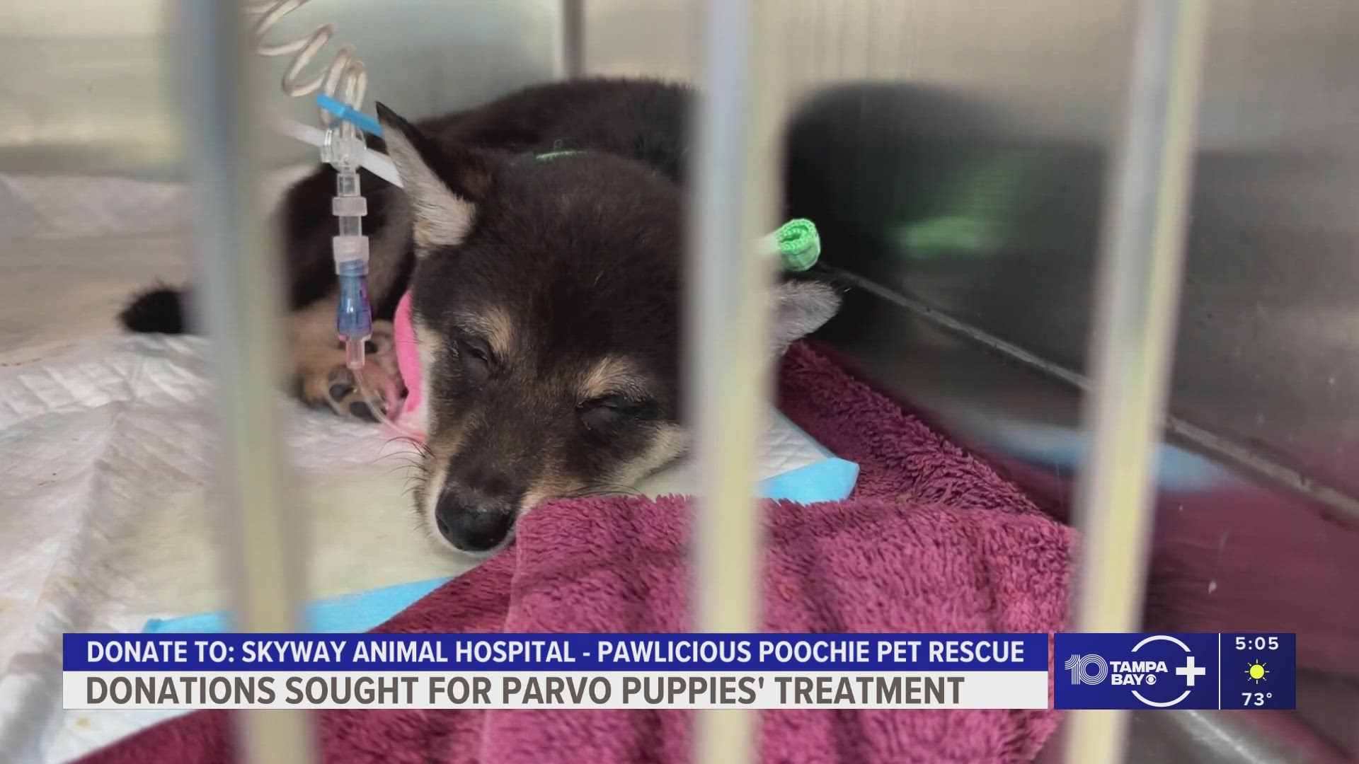 Shelter seeks donations to treat abandoned Largo dogs for parvo | wtsp.com