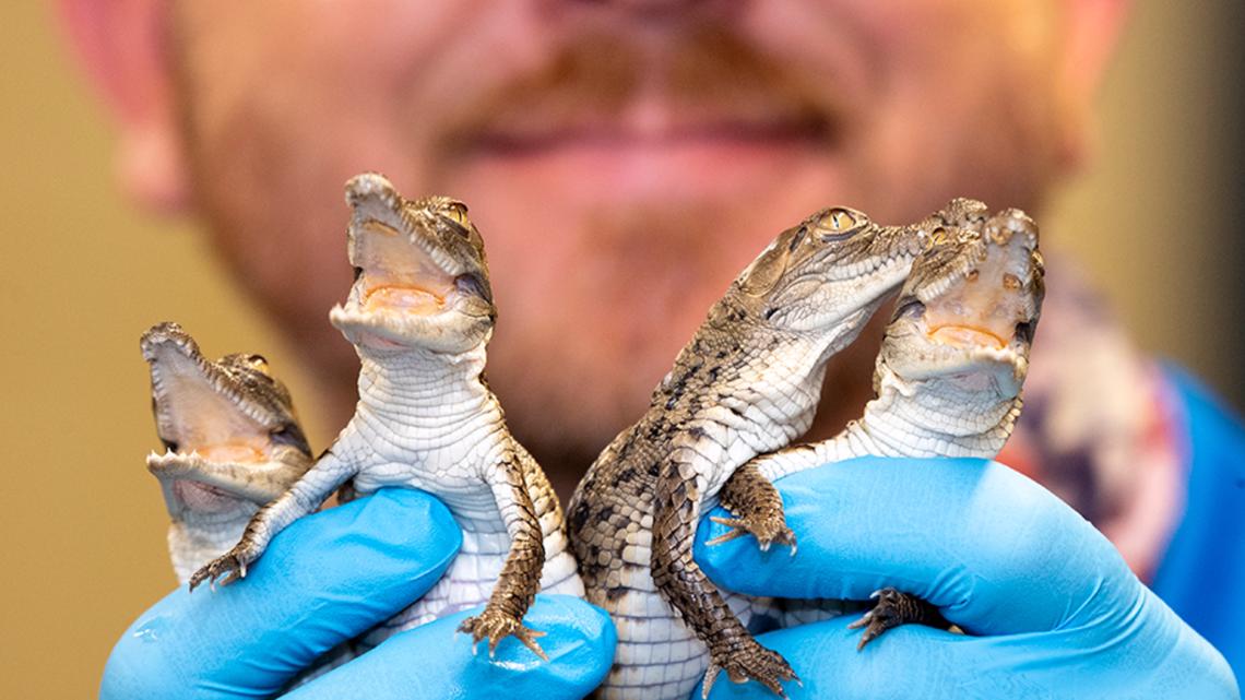 Endangered crocodile gives birth at Zoo Miami | wtsp.com
