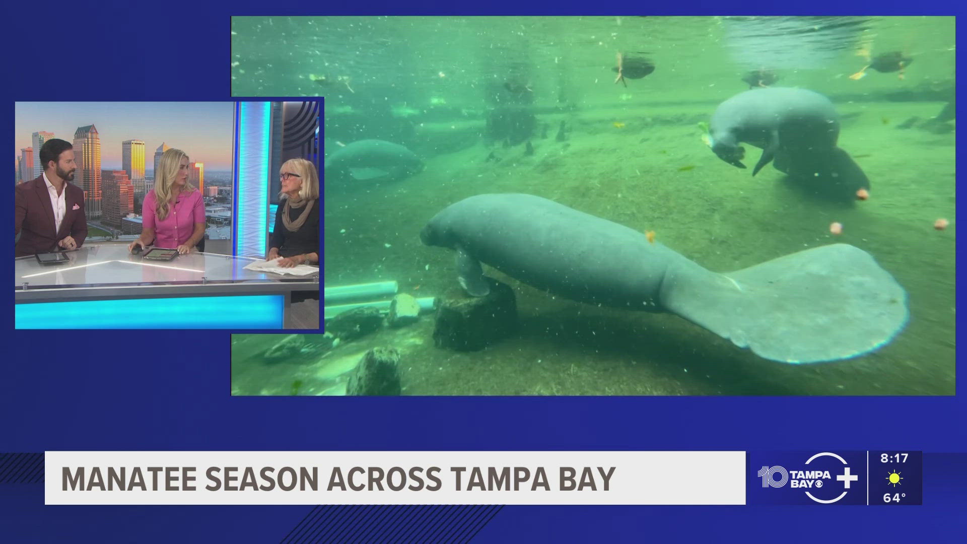 TECO's Manatee Viewing Center is back open for the season | wtsp.com