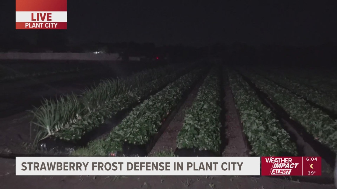 Strawberry farmers fending off cold weather to protect strawberries p ...