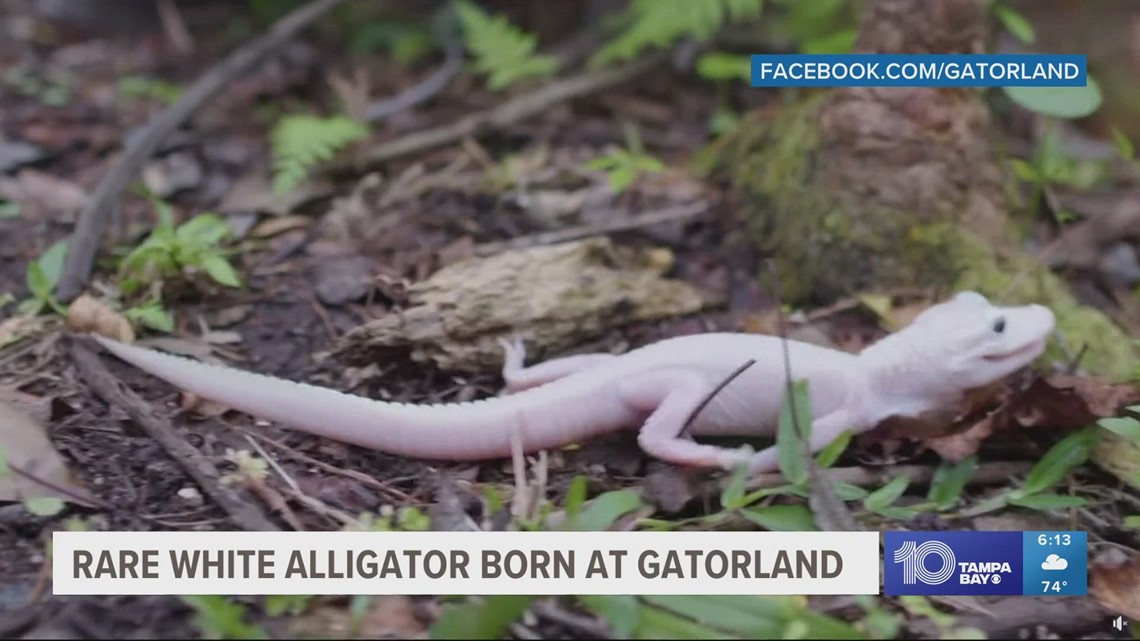 Rare white alligator born at Gatorland | wtsp.com
