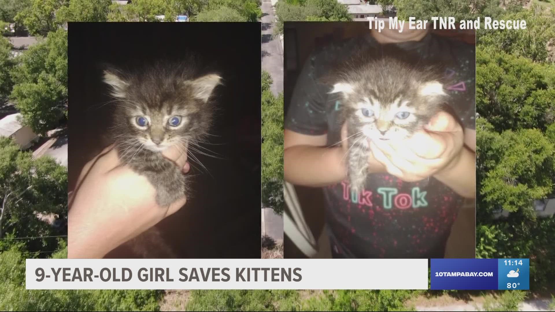 Mom: 9-year-old girl saves 2 kittens from being drowned by group of ...