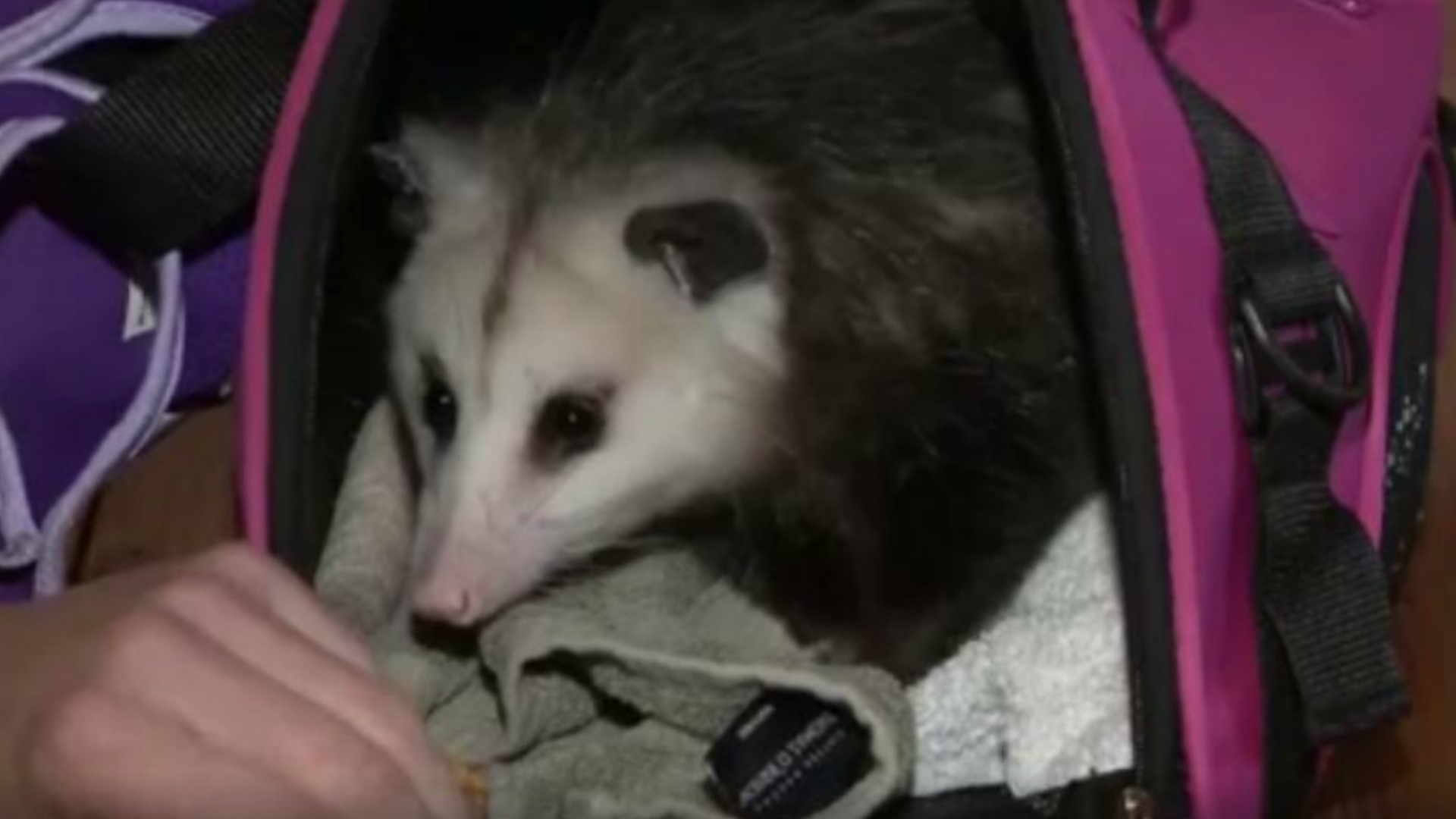 Man with pet opossum not allowed on return flight | wtsp.com