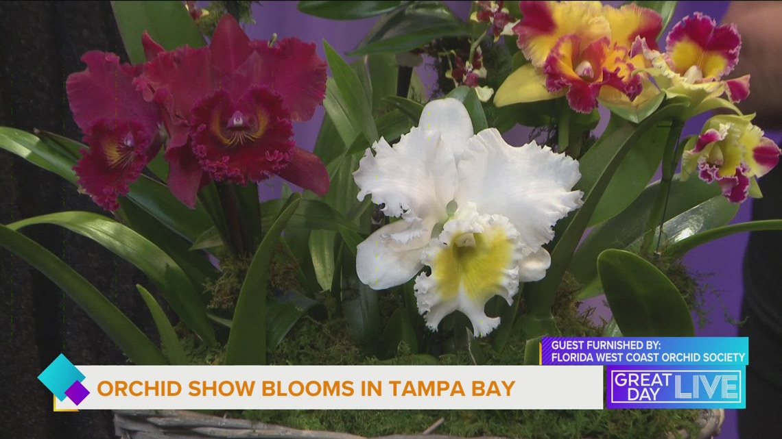 Everything’s coming up Orchids | wtsp.com