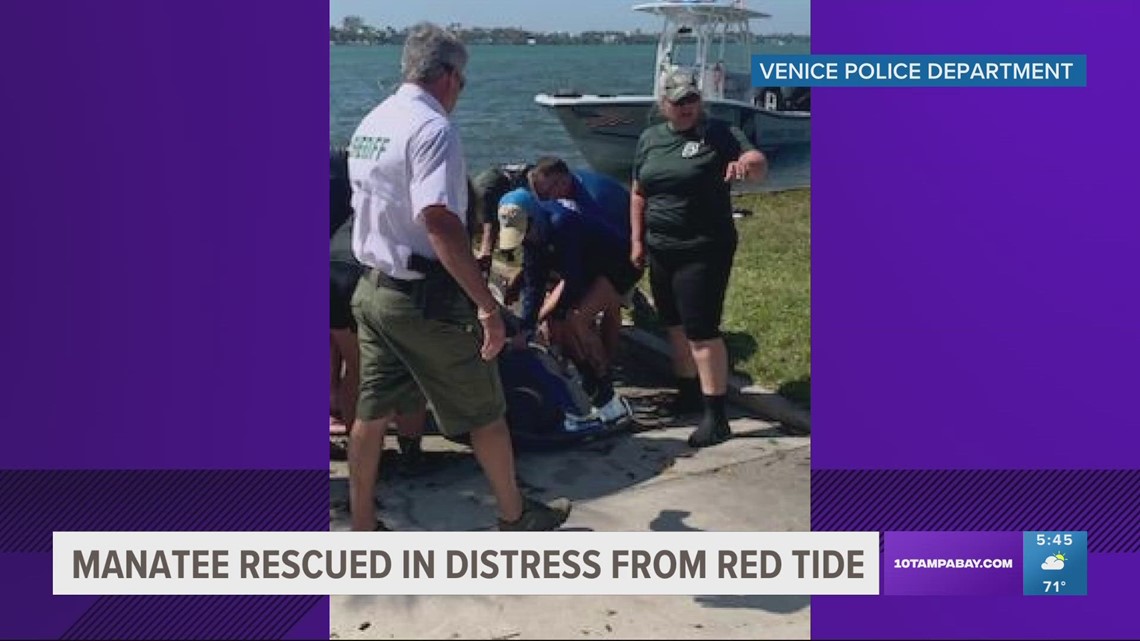 Manatee distressed from red tide rescued by Sarasota County crews ...
