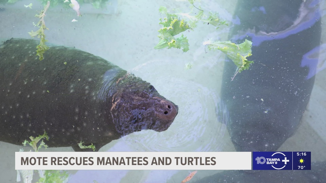 3 manatees and 25 turtles recover at Mote Marine Laboratory after cold ...