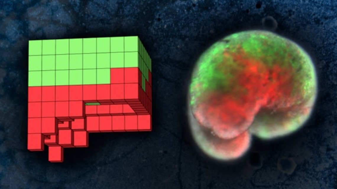 University of Vermont scientists create xenobot living robot | wtsp.com