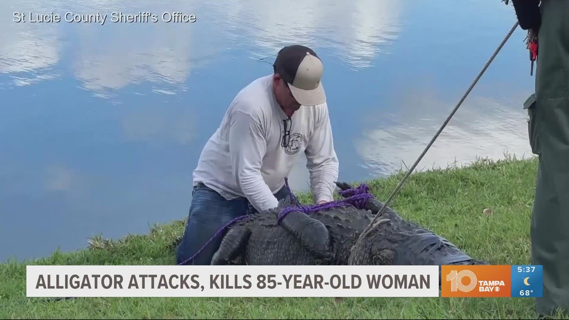 FWC: Alligator attacks and kills 85-year-old Florida woman walking her ...