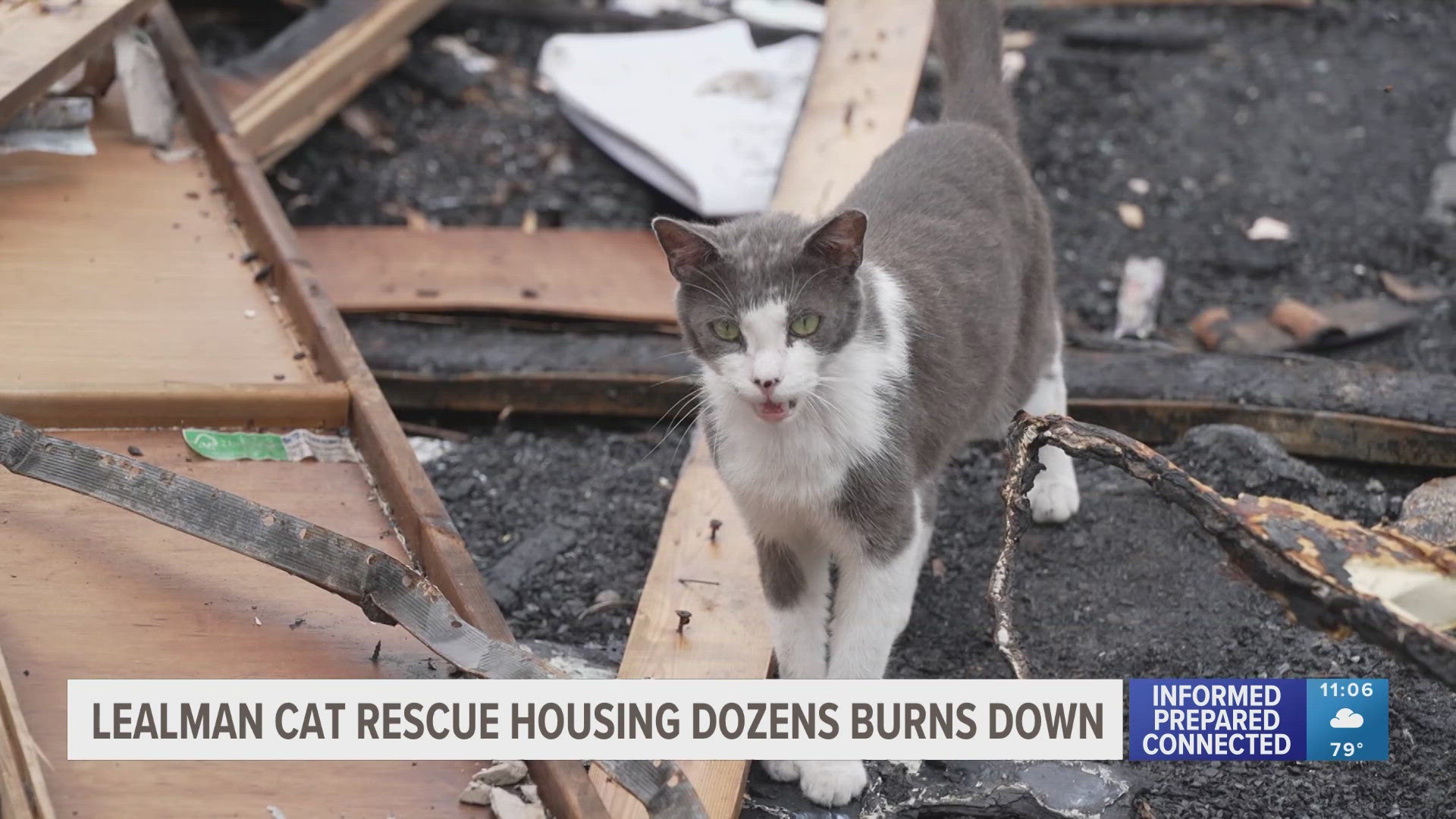 14 cats killed in fire at Lealman animal rescue | wtsp.com