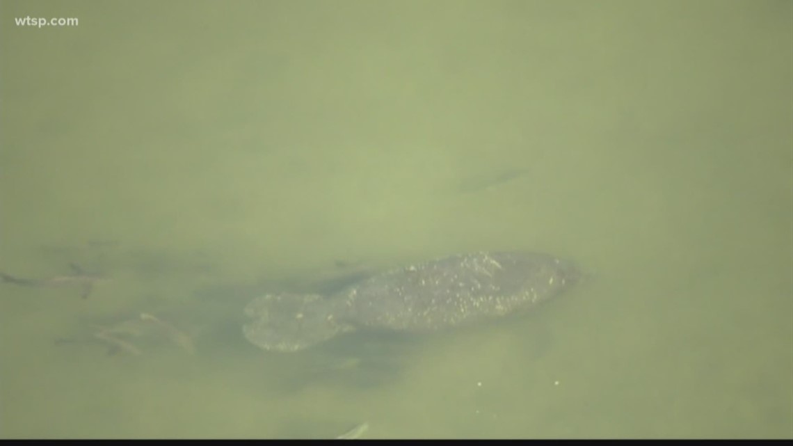 Florida manatees killed by boaters hits record numbers | wtsp.com