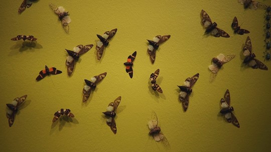 Artist uses 5,000 bugs for art exhibit at Museum of Fine Arts | wtsp.com