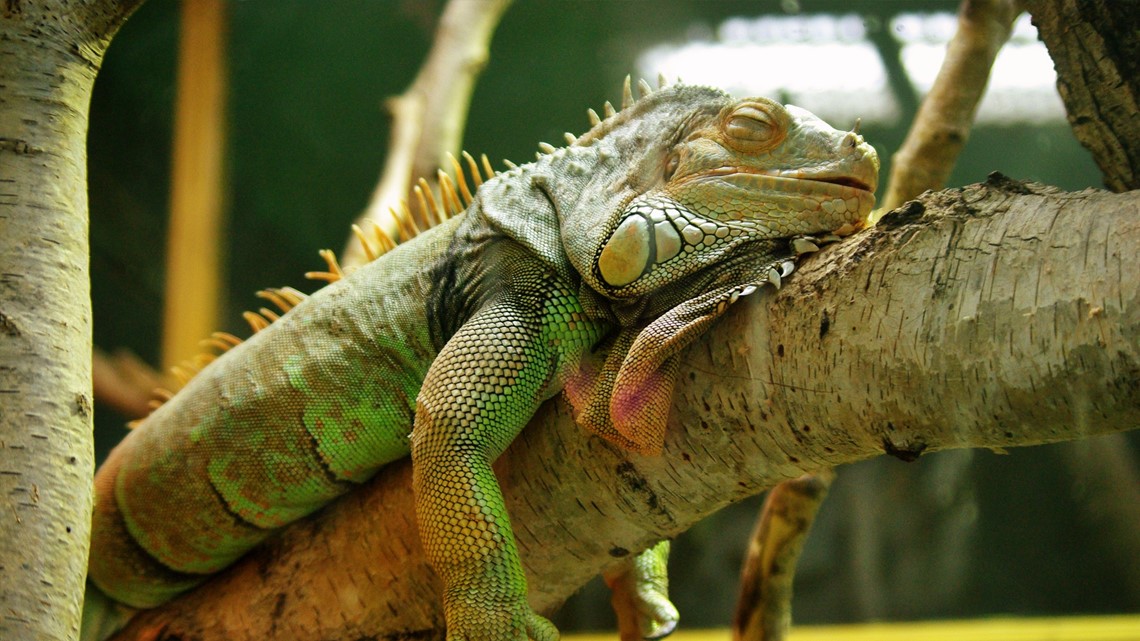 Was it cold enough this morning for falling iguanas? | wtsp.com