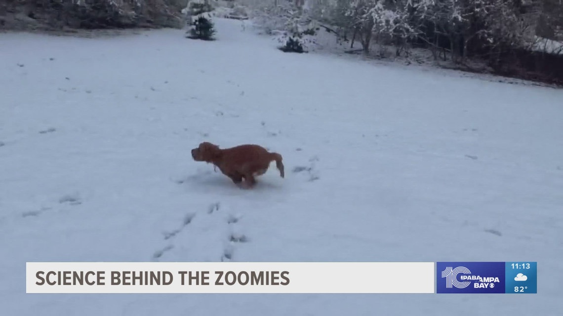 Does your pet get the zoomies? There is a science behind it. | wtsp.com