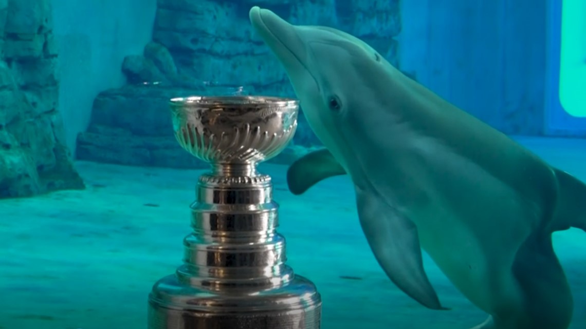 Lightning show off Stanley Cup to dolphins at Clearwater Marine ...