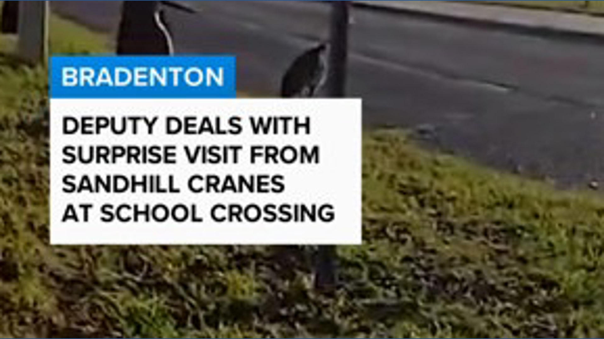 Group of sandhill cranes surprises deputy at school crosswalk | wtsp.com