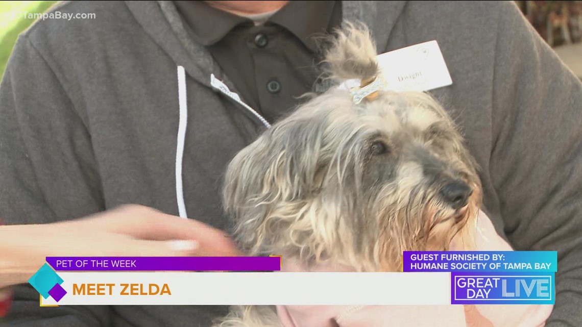 Meet our Pet of the Week | wtsp.com