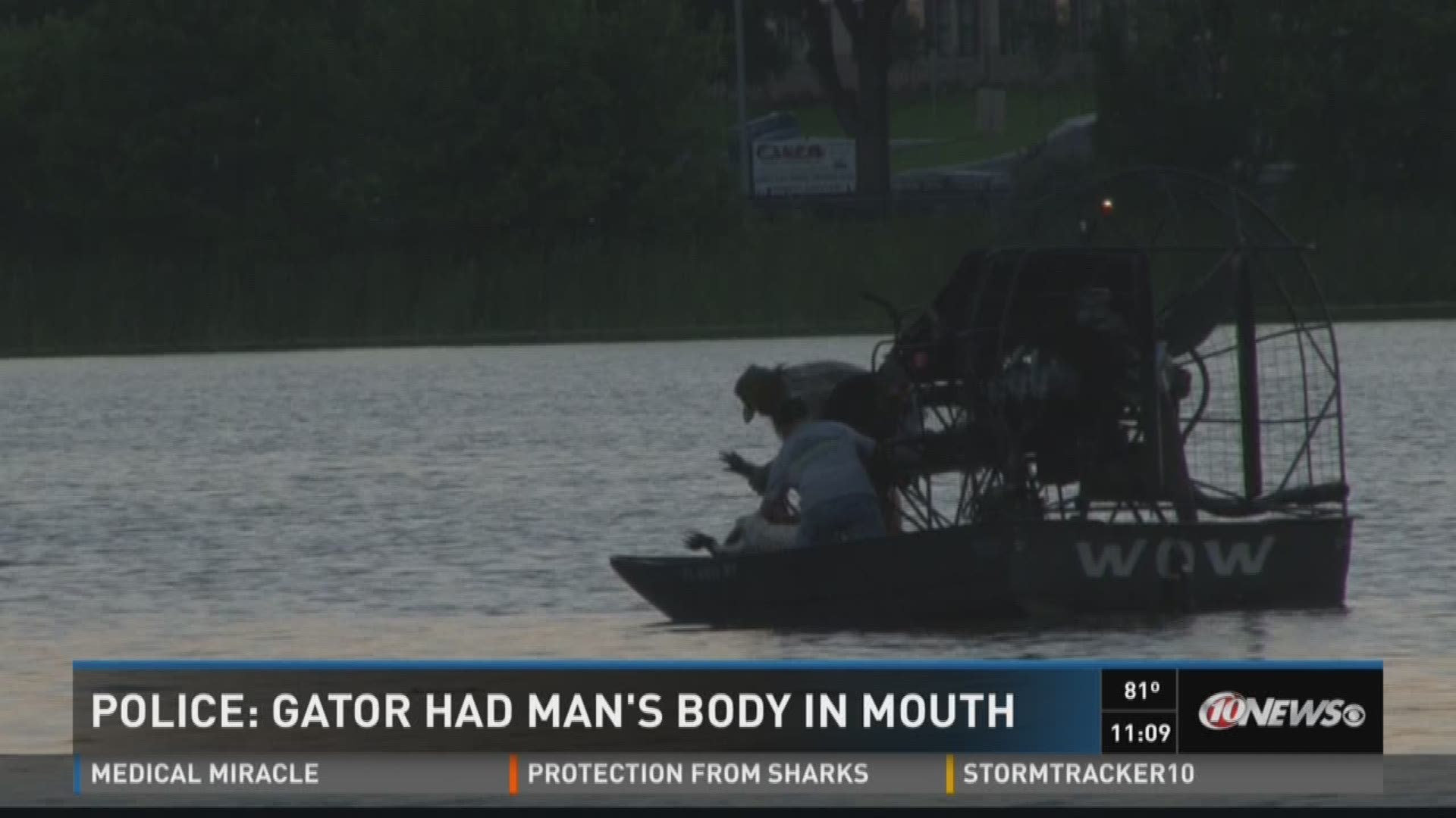 Gruesome discovery: Gator stomach contained human remains | wtsp.com