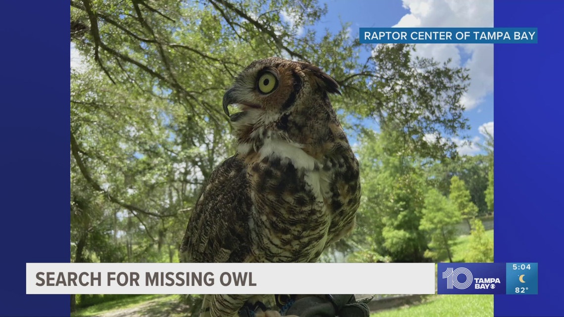 Tampa Bay wildlife rescuers searching for owl missing since Hurricane ...