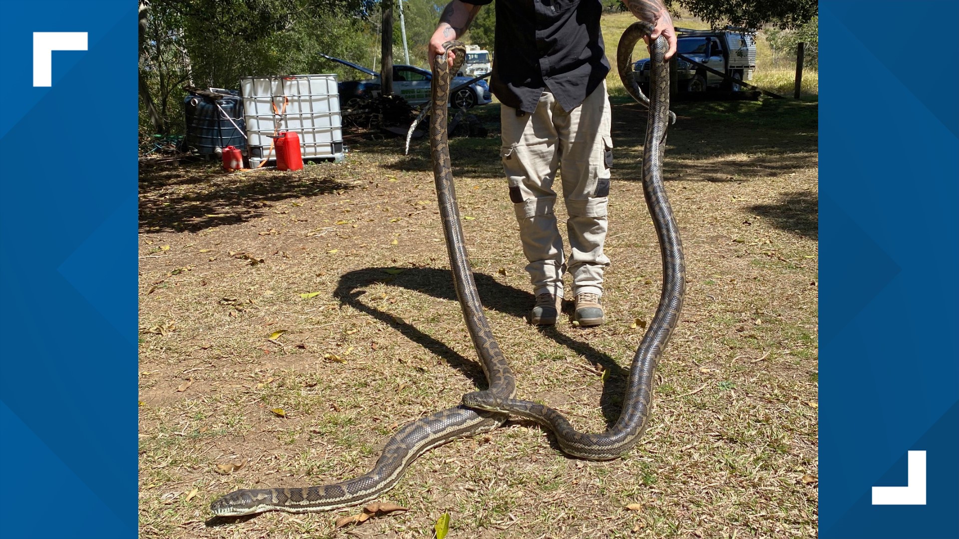 Two fat pythons fighting over female fall through kitchen ceiling ...