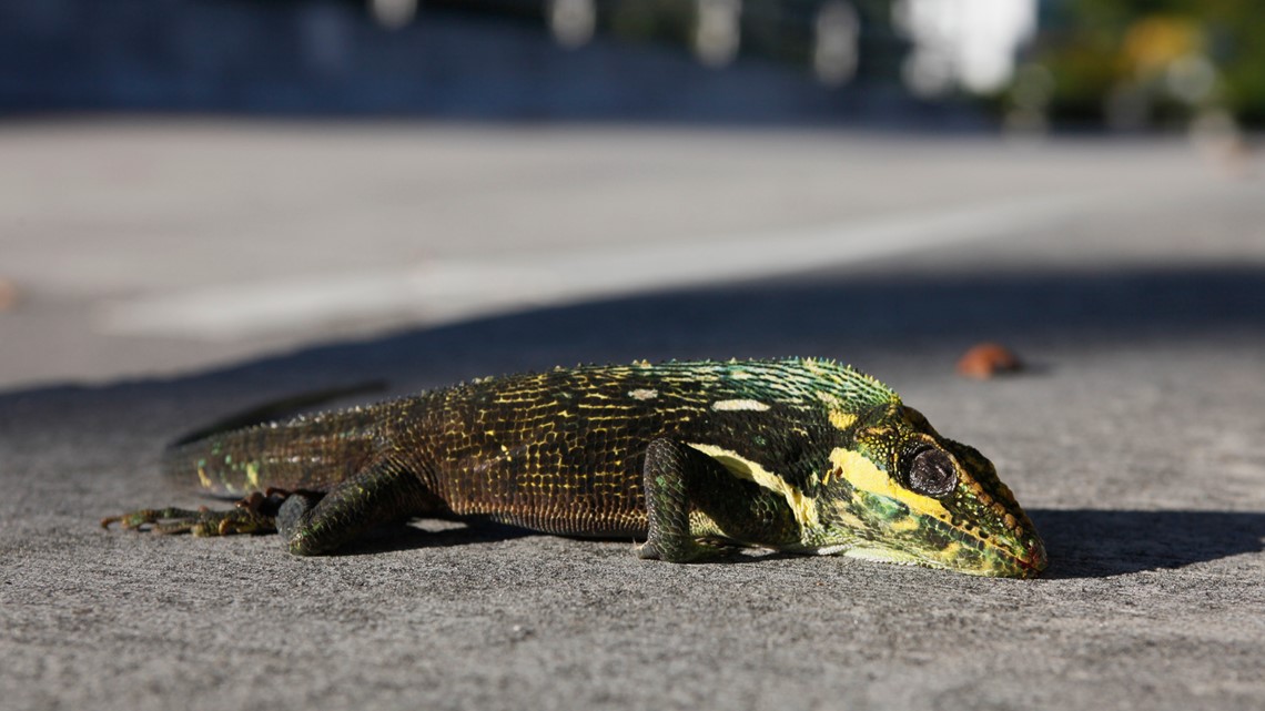 Will iguanas actually fall out of the trees tonight? | wtsp.com