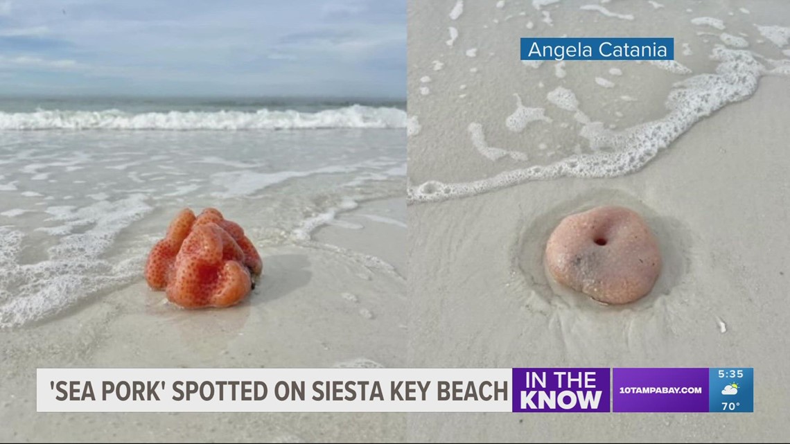 What is a sea pork? All about the blobs spotted on Siesta Key Beach ...