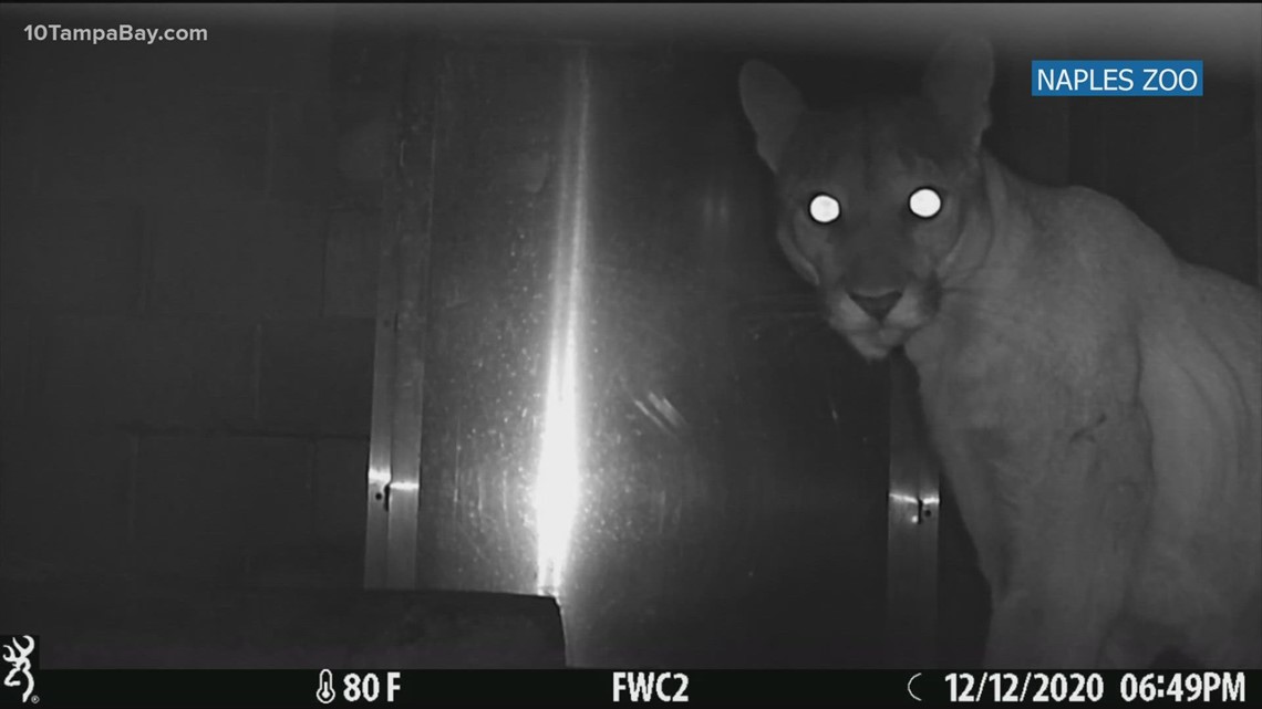 Feds say they aren't planning to kill Florida panther at the center of controversy | wtsp.com