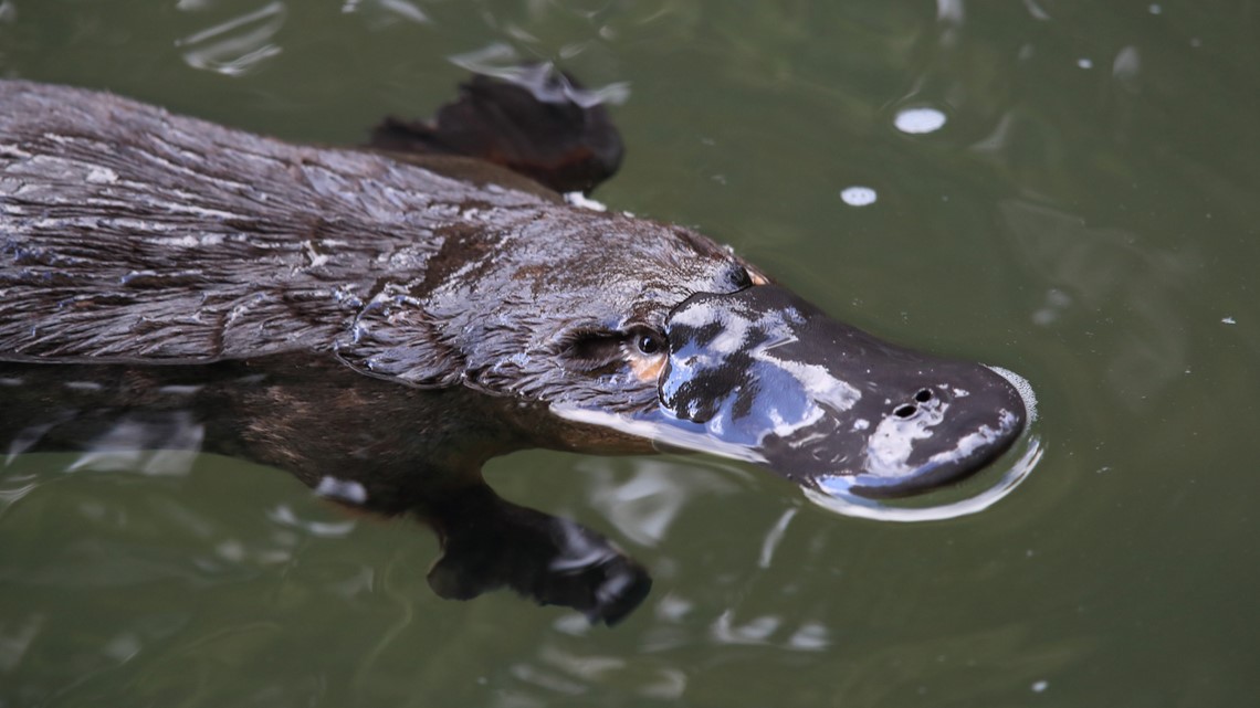 The platypus could become extinct because of Australia's drought | wtsp.com