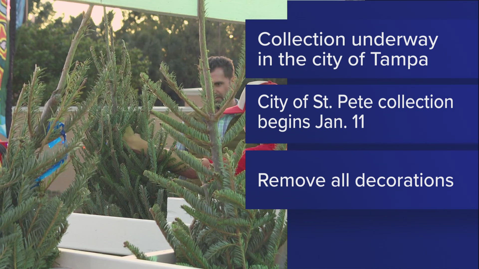 Christmas tree pickup: Tampa Bay county-by-county guide for disposal ...