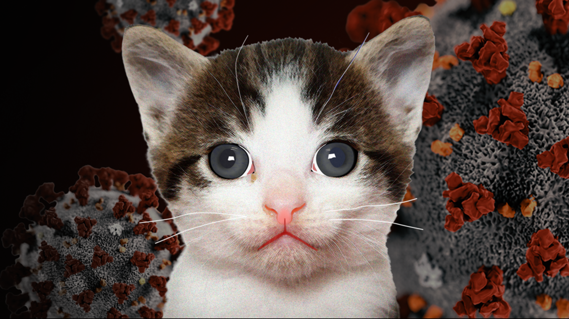 Can cats and dogs get coronavirus? The CDC says yes | wtsp.com