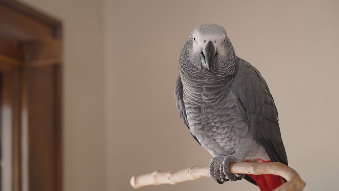 Guinness World Record-holding holding parrot, video-gaming dog ...