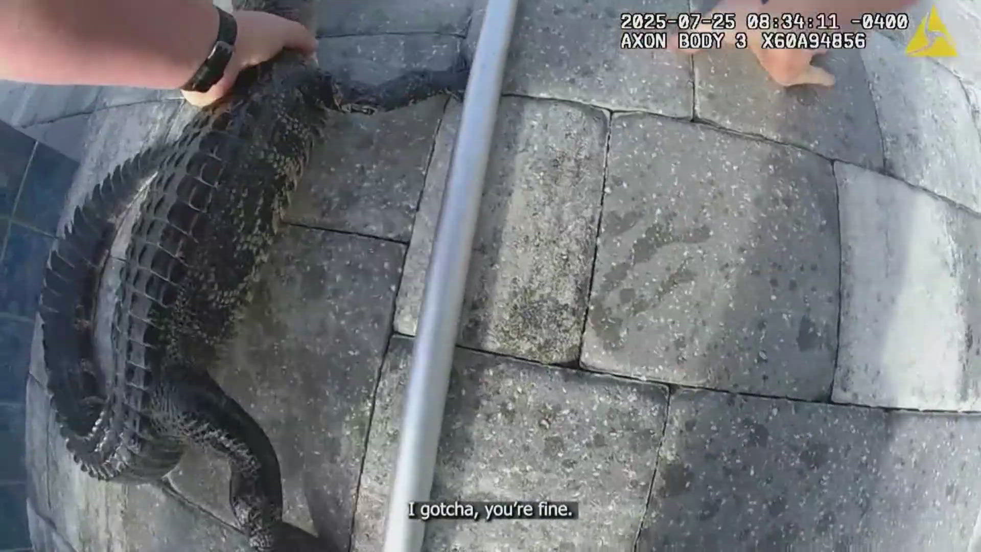 Video: Alligator rescued by Florida deputy in backyard pool | wtsp.com