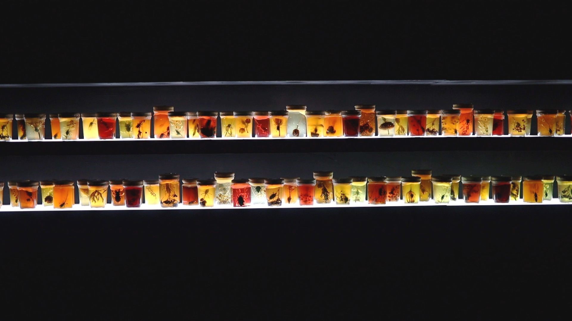 Artist uses 5,000 bugs for art exhibit at Museum of Fine Arts | wtsp.com