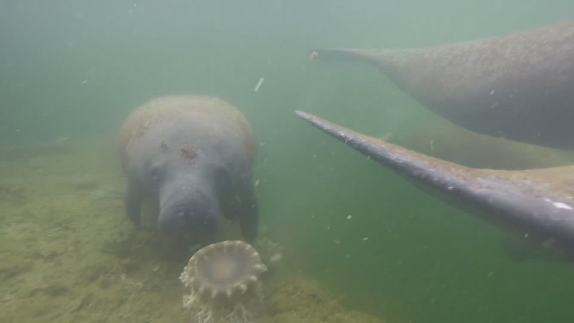 Boaters urged to slow down in manatee zones | wtsp.com