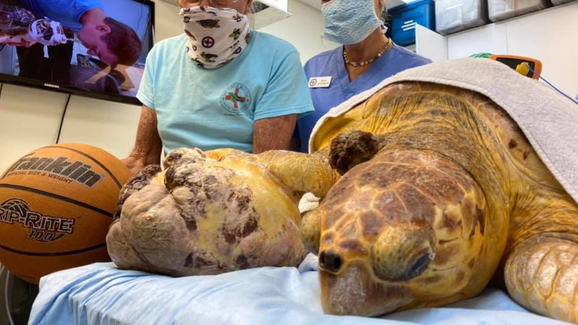 Turtle has surgery to remove tumor | wtsp.com