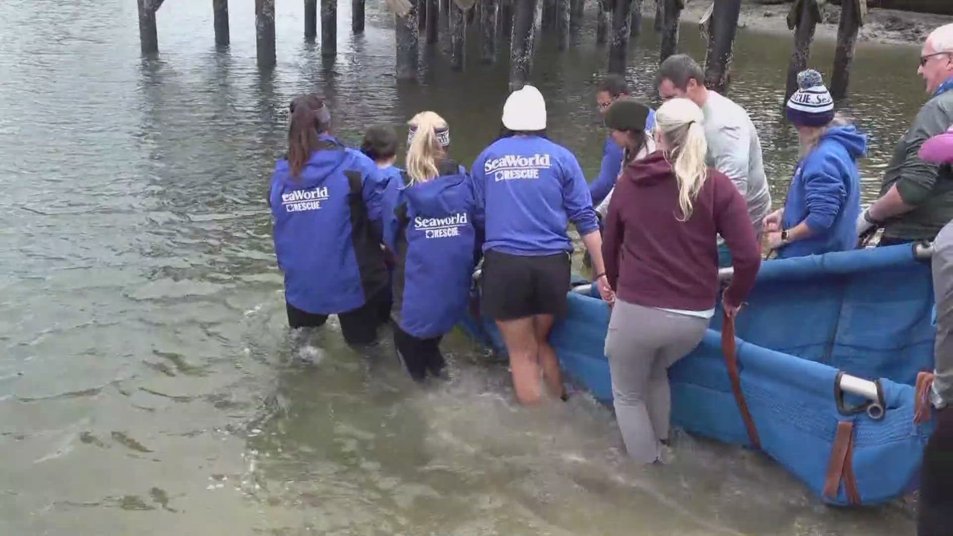 Manatee rescued from North Carolina, released in Tampa area | wtsp.com
