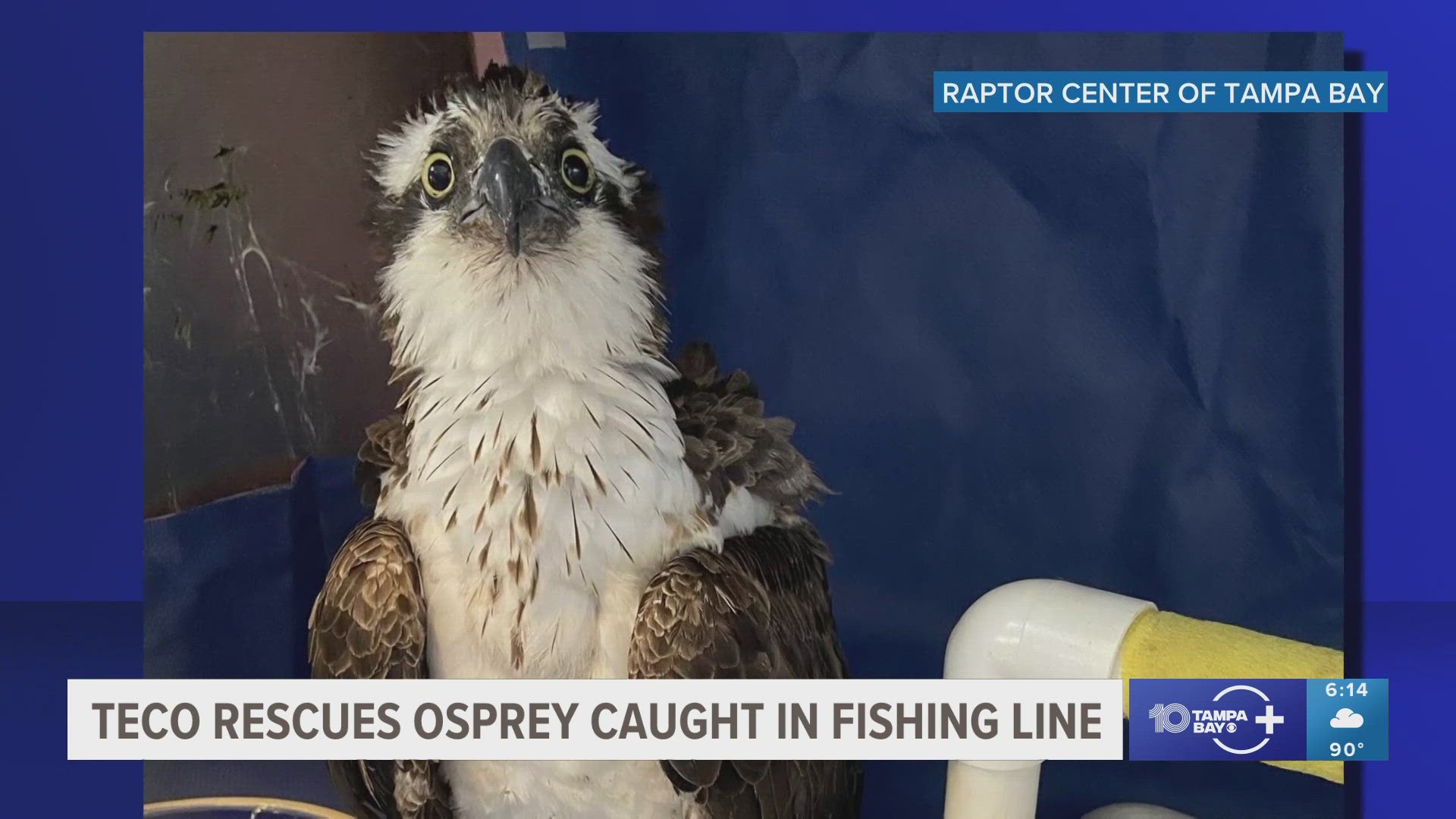 TECO crews help save bird in Apollo Beach | wtsp.com