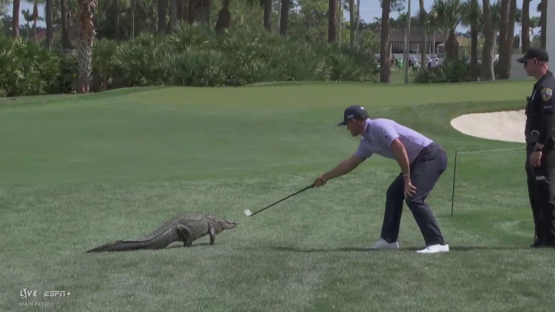 Gator wanders onto the green during PGA National | wtsp.com