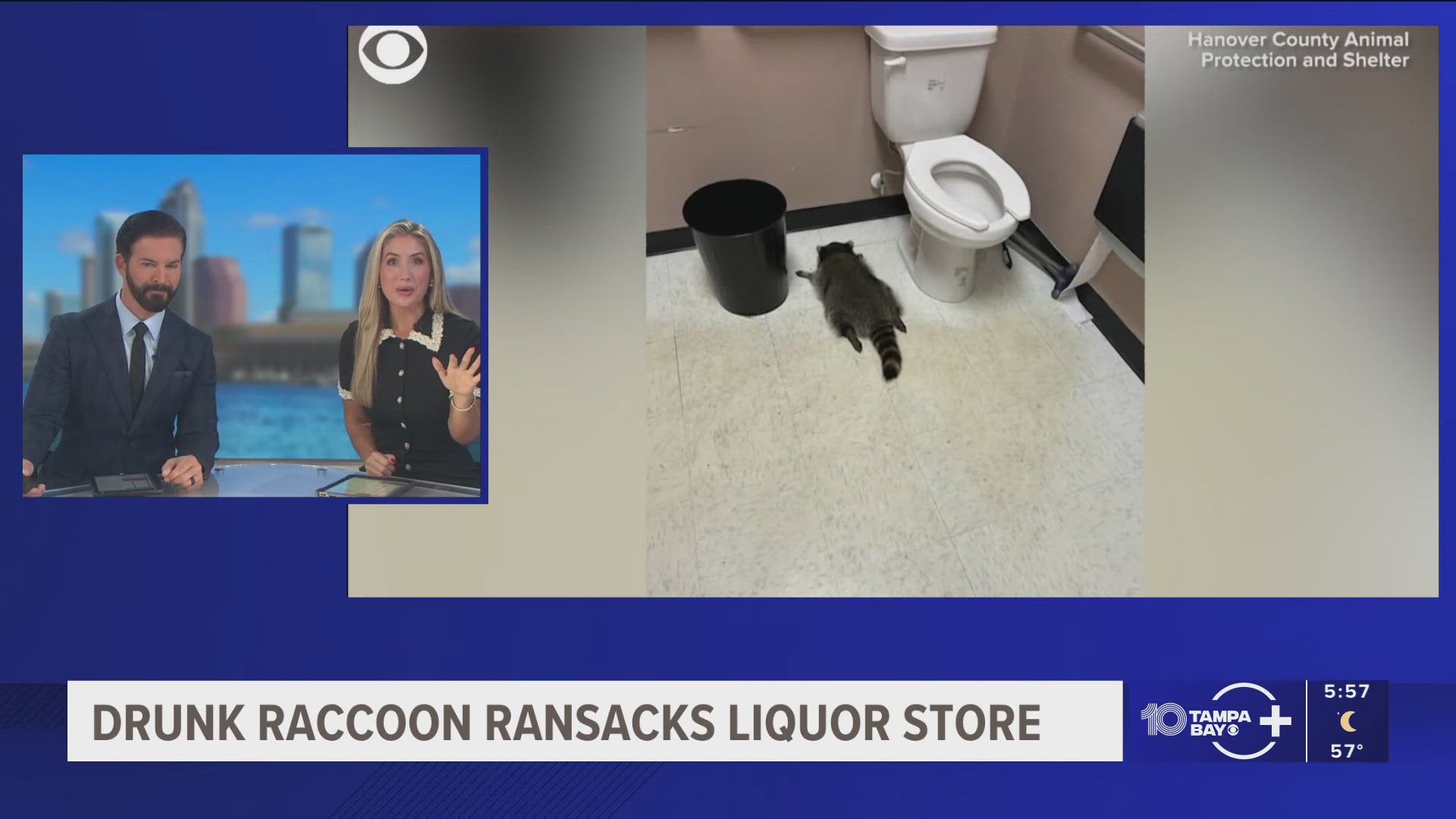 Drunk raccoon goes wild inside liquor store | wtsp.com