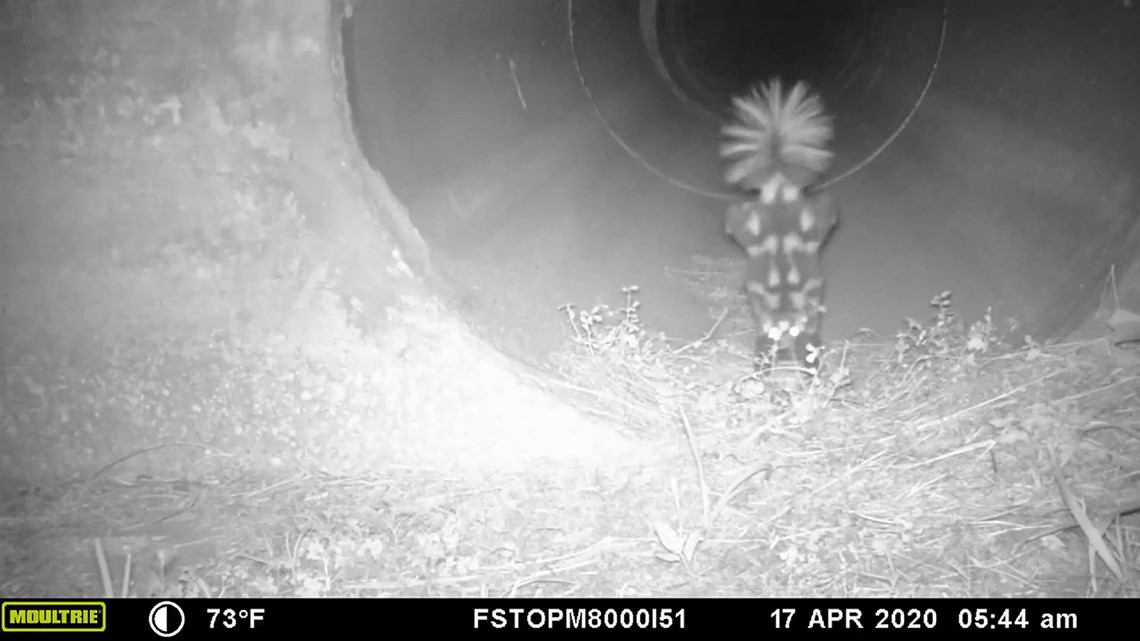 Video: Skunk does handstand, 'dances' in front of wildlife camera ...